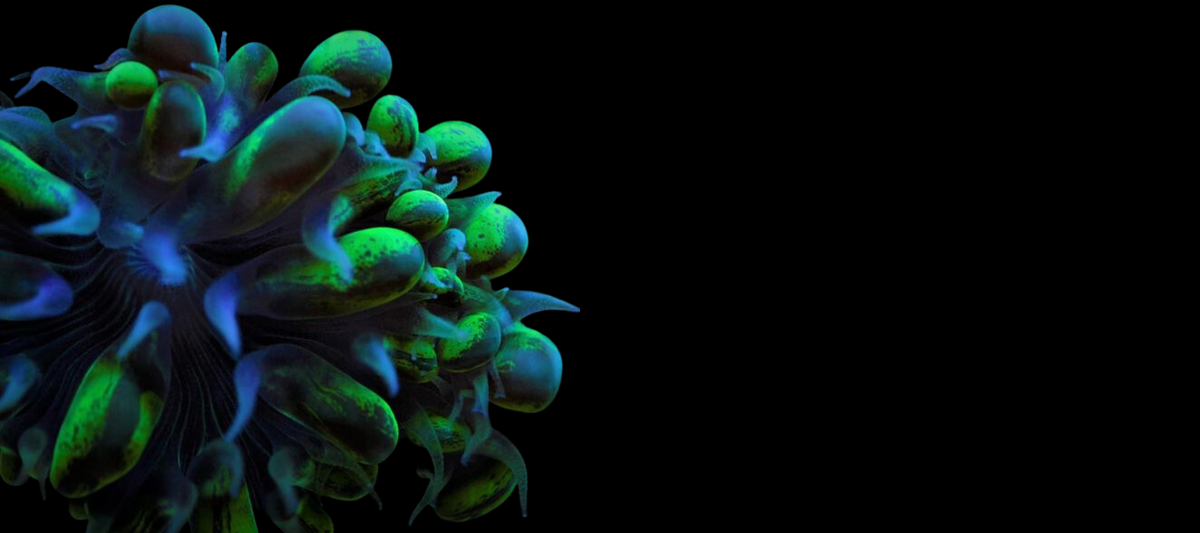 Premium Saltwater Aquarium Products | Quantum USA