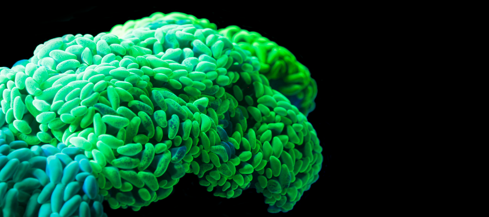 Premium Aquarium Products | Quantum USA