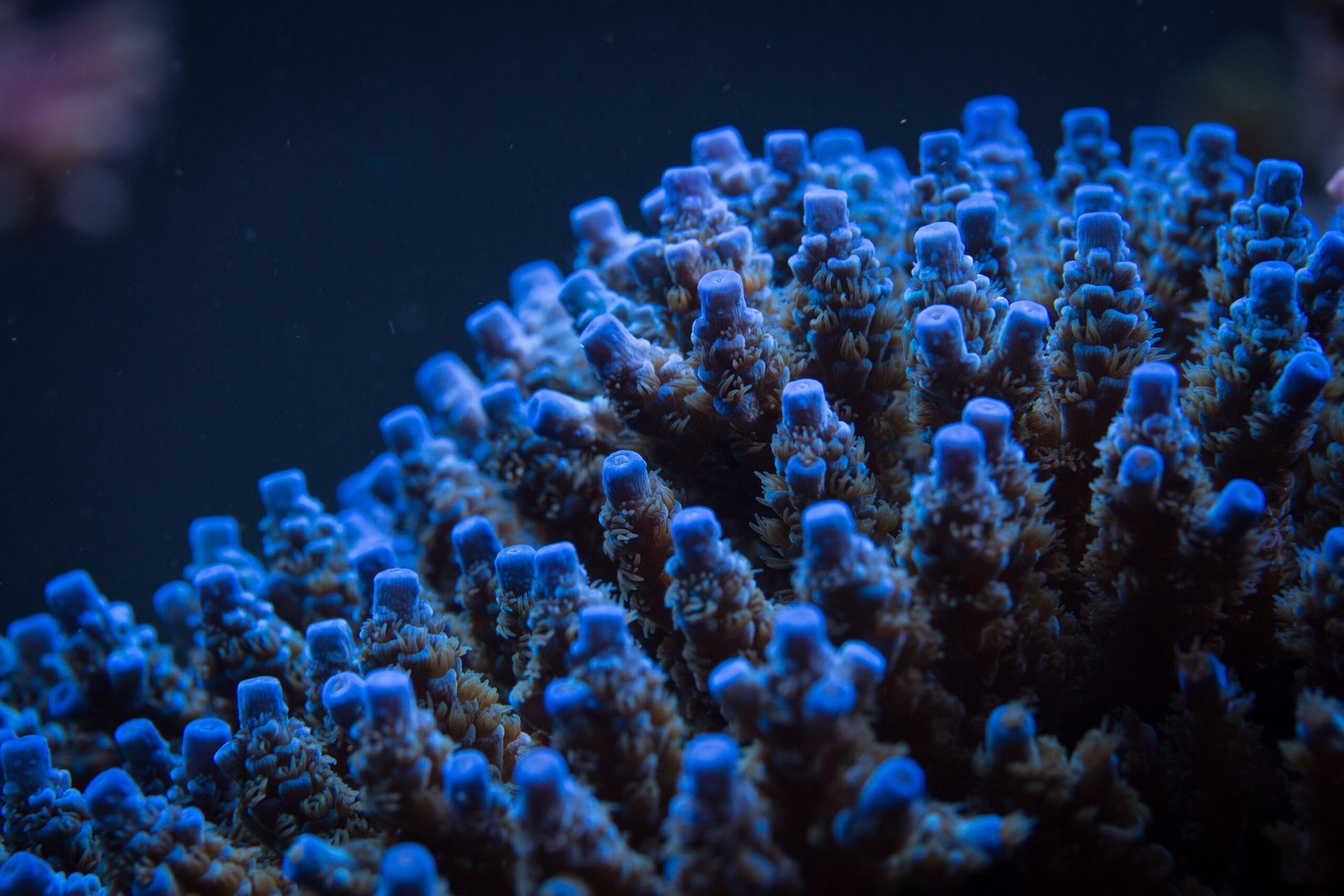 Premium Saltwater Aquarium Products | Quantum USA